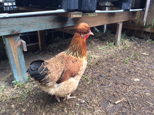 Introducing Queen Mab | SuburbanSource