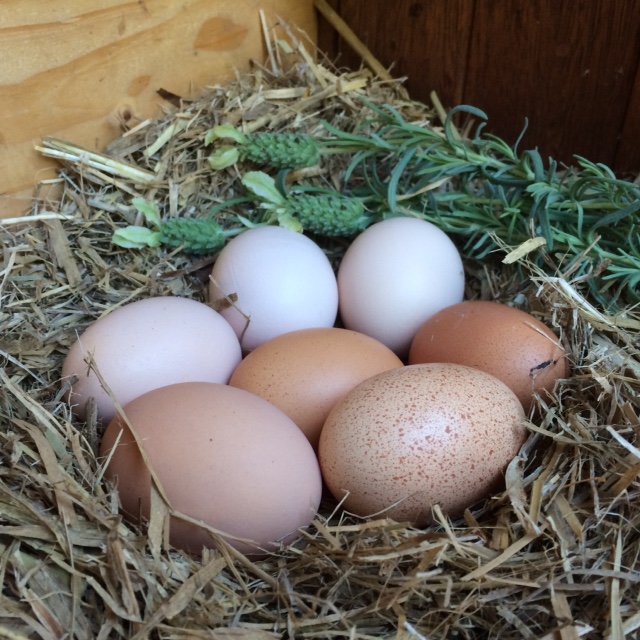 Seven eggs today! | SuburbanSource